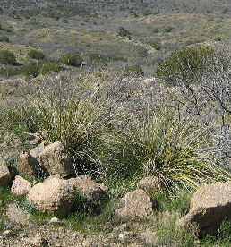 Bear Grass - Headquarters West Ltd.